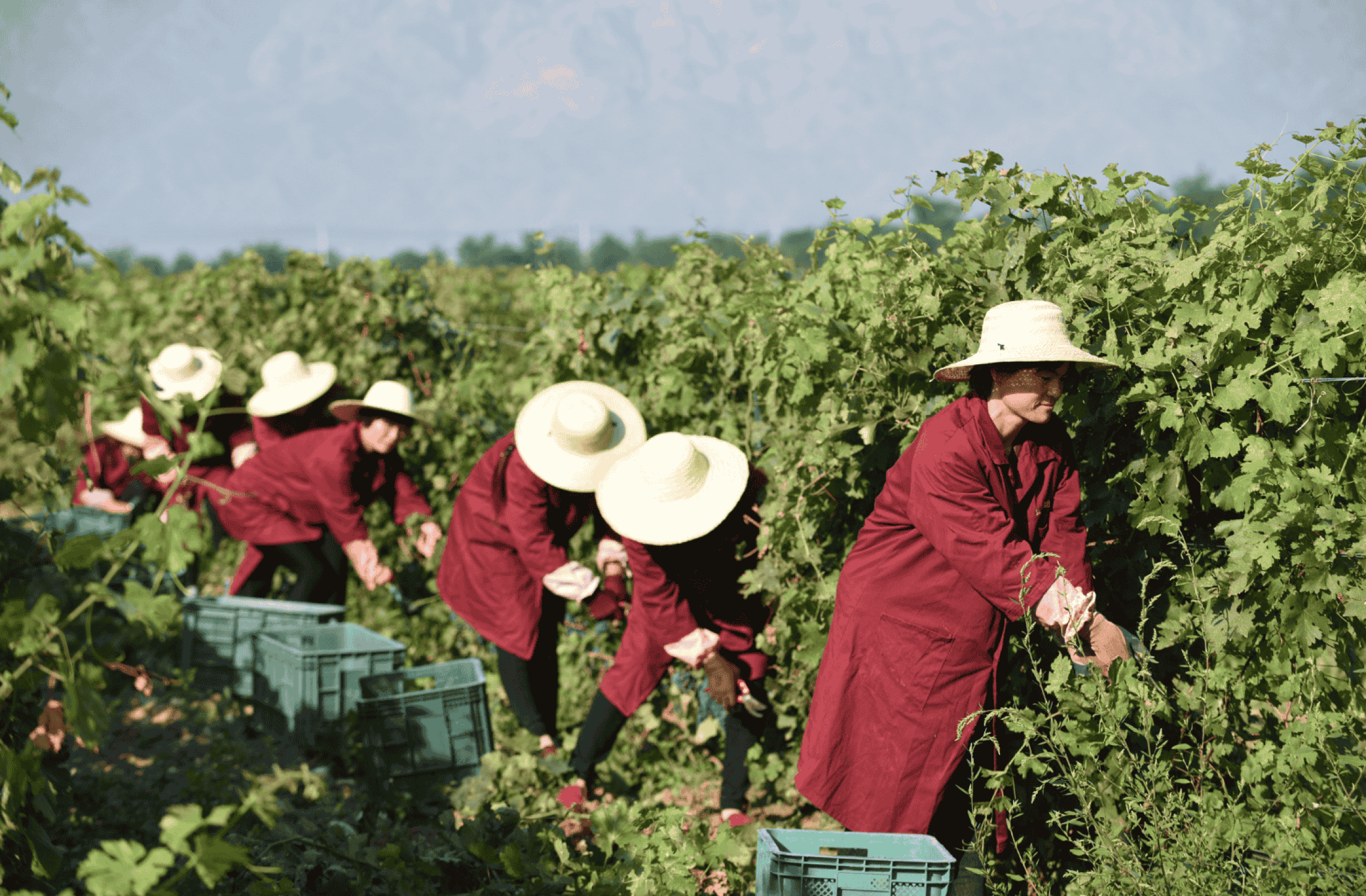 China's 2025 Wine Demand: Trends & Opportunities for Wineries
